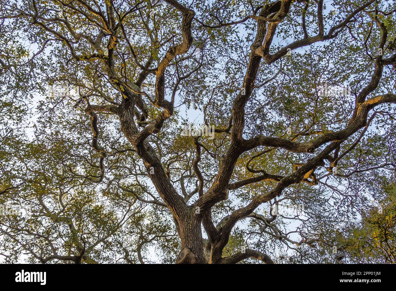 Southern oak tree hi-res stock photography and images - Alamy