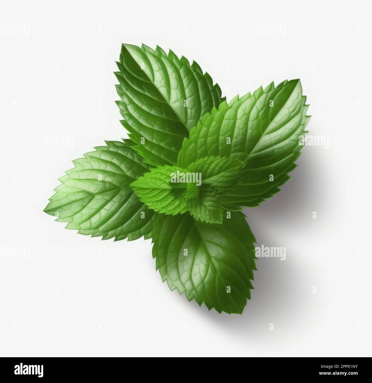 Fresh mint leaves with shadow isolated on white background Stock Photo ...