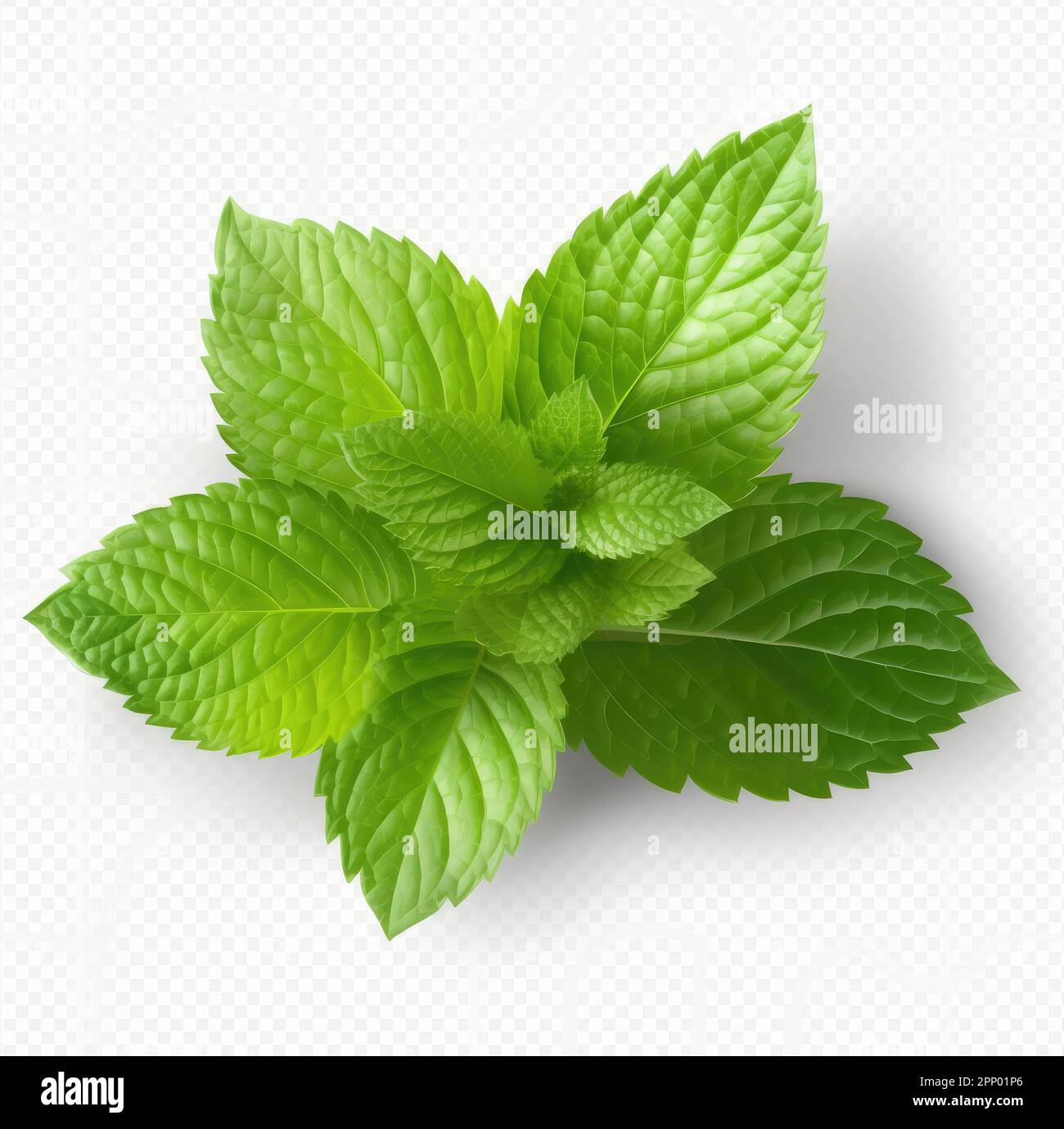 Fresh mint leaves with shadow isolated on white background Stock Photo ...