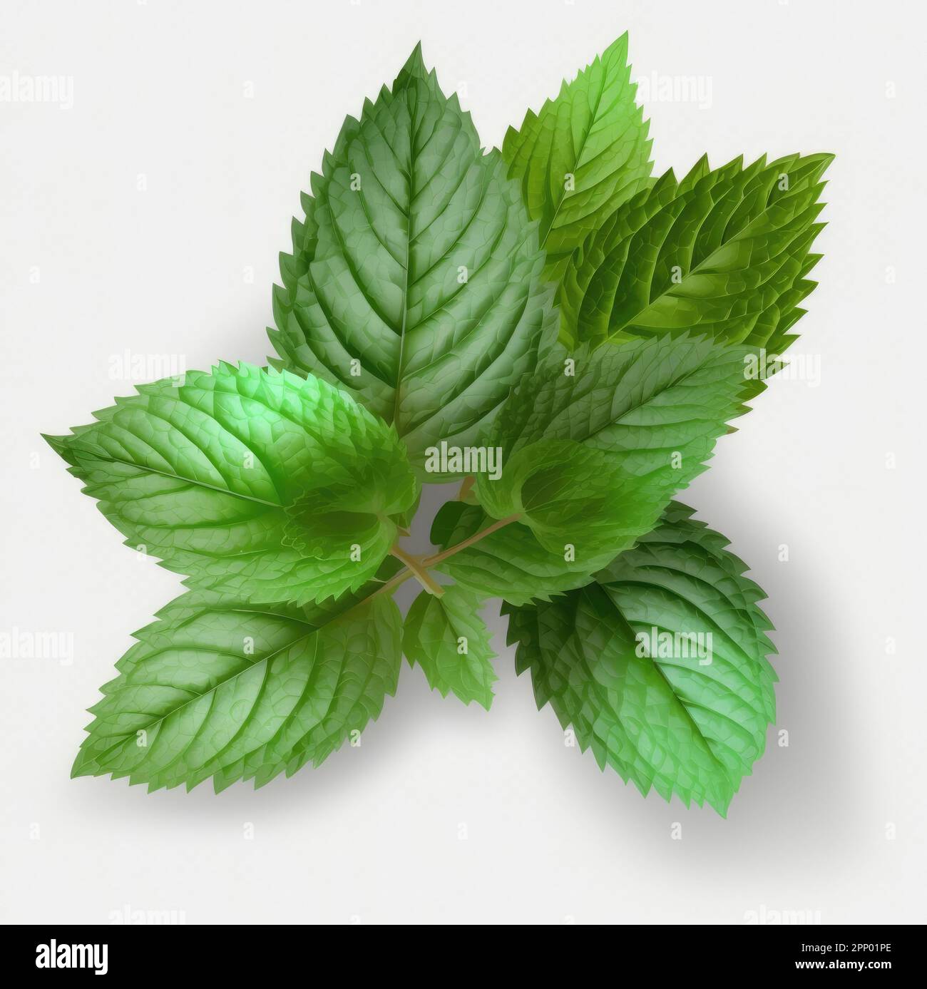 Fresh mint leaves with shadow isolated on white background Stock Photo ...
