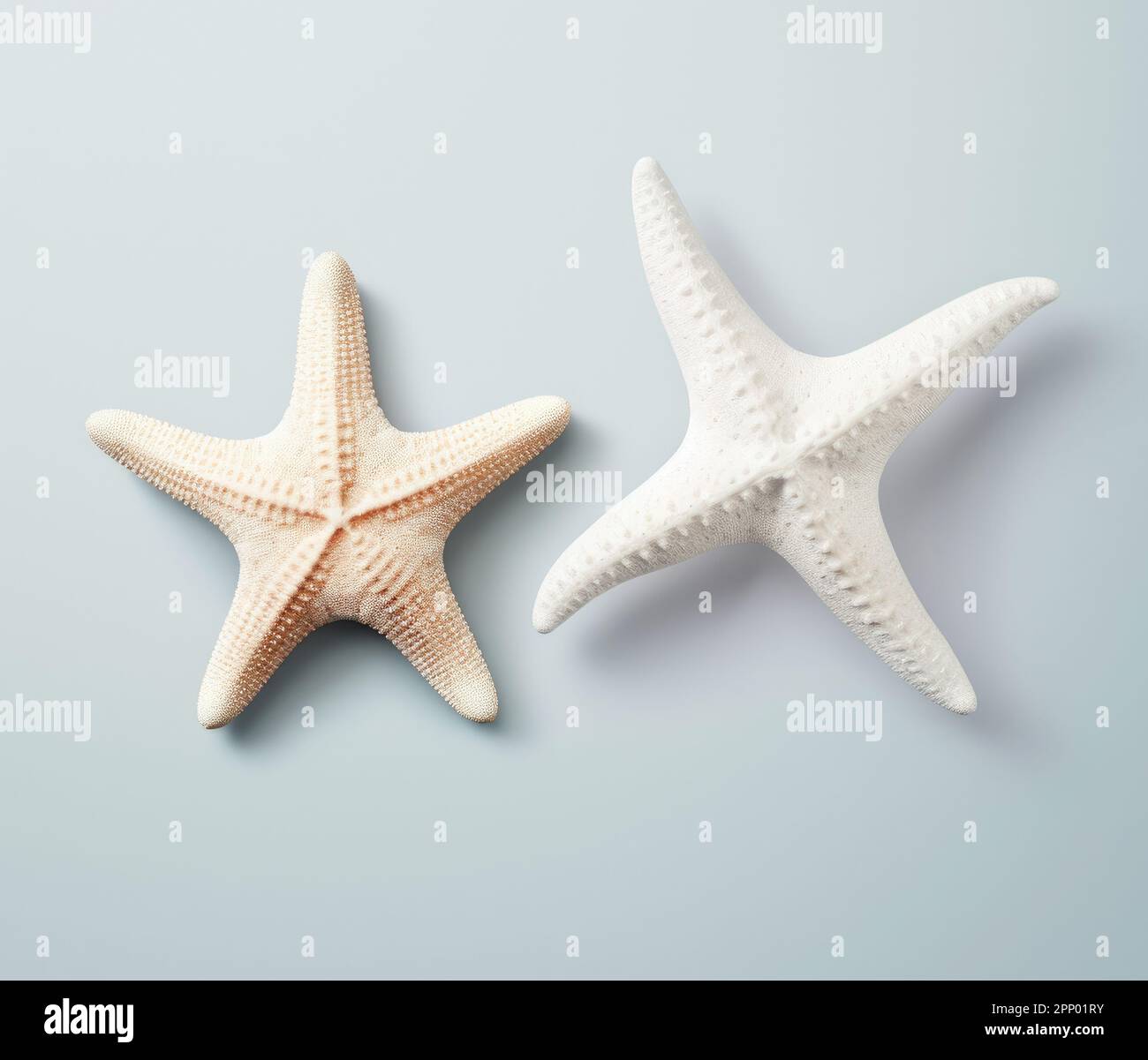 Different types of white starfish isolated over a white background ...