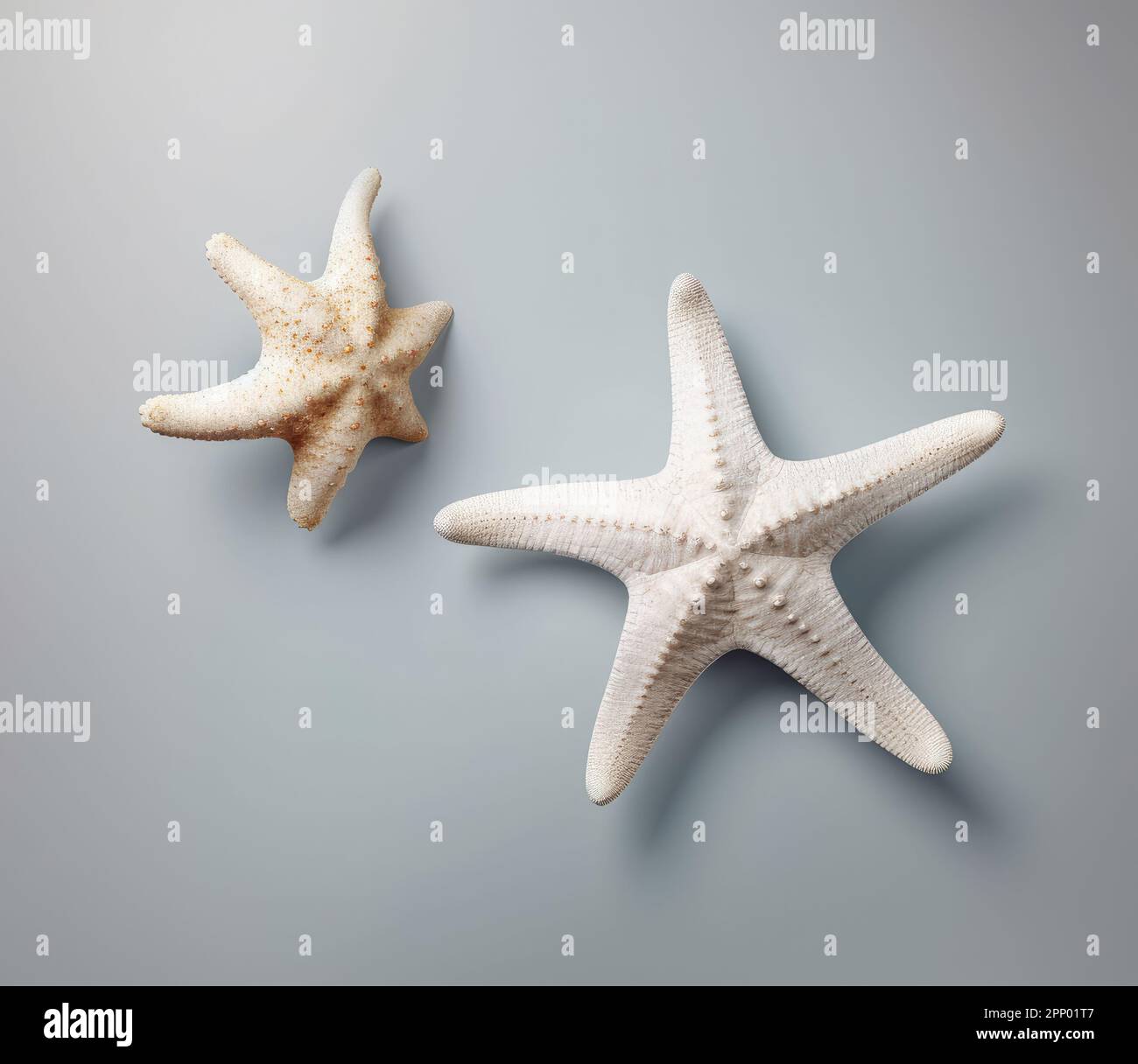 Different types of white starfish isolated over a white background ...