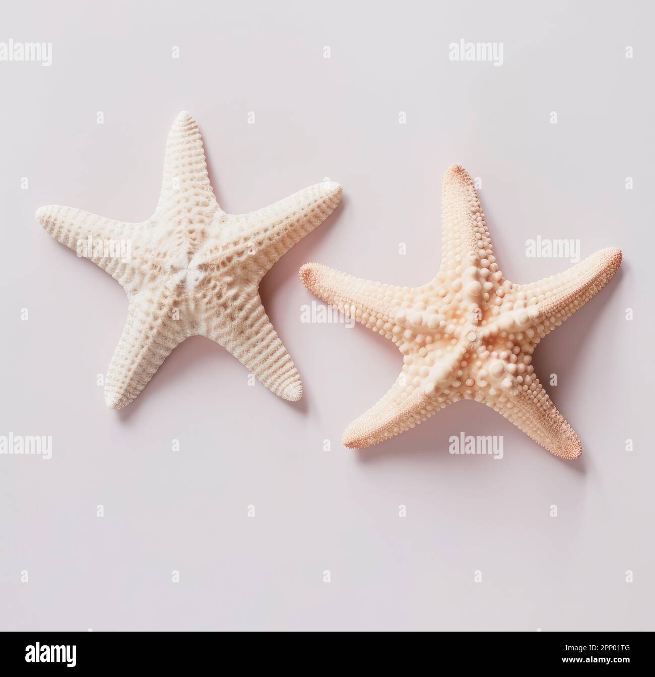Different types of white starfish isolated over a white background ...