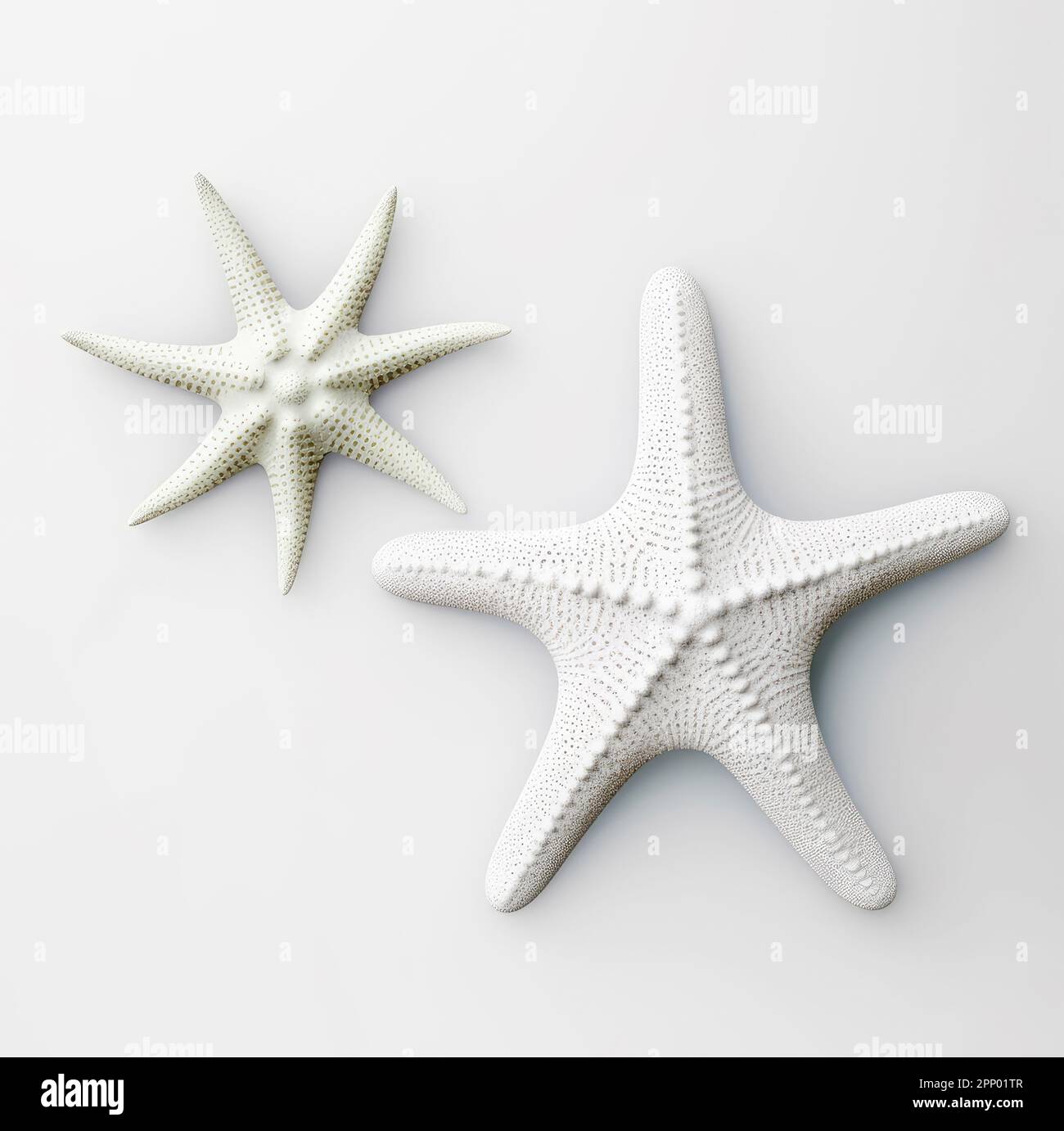 Different types of white starfish isolated over a white background ...