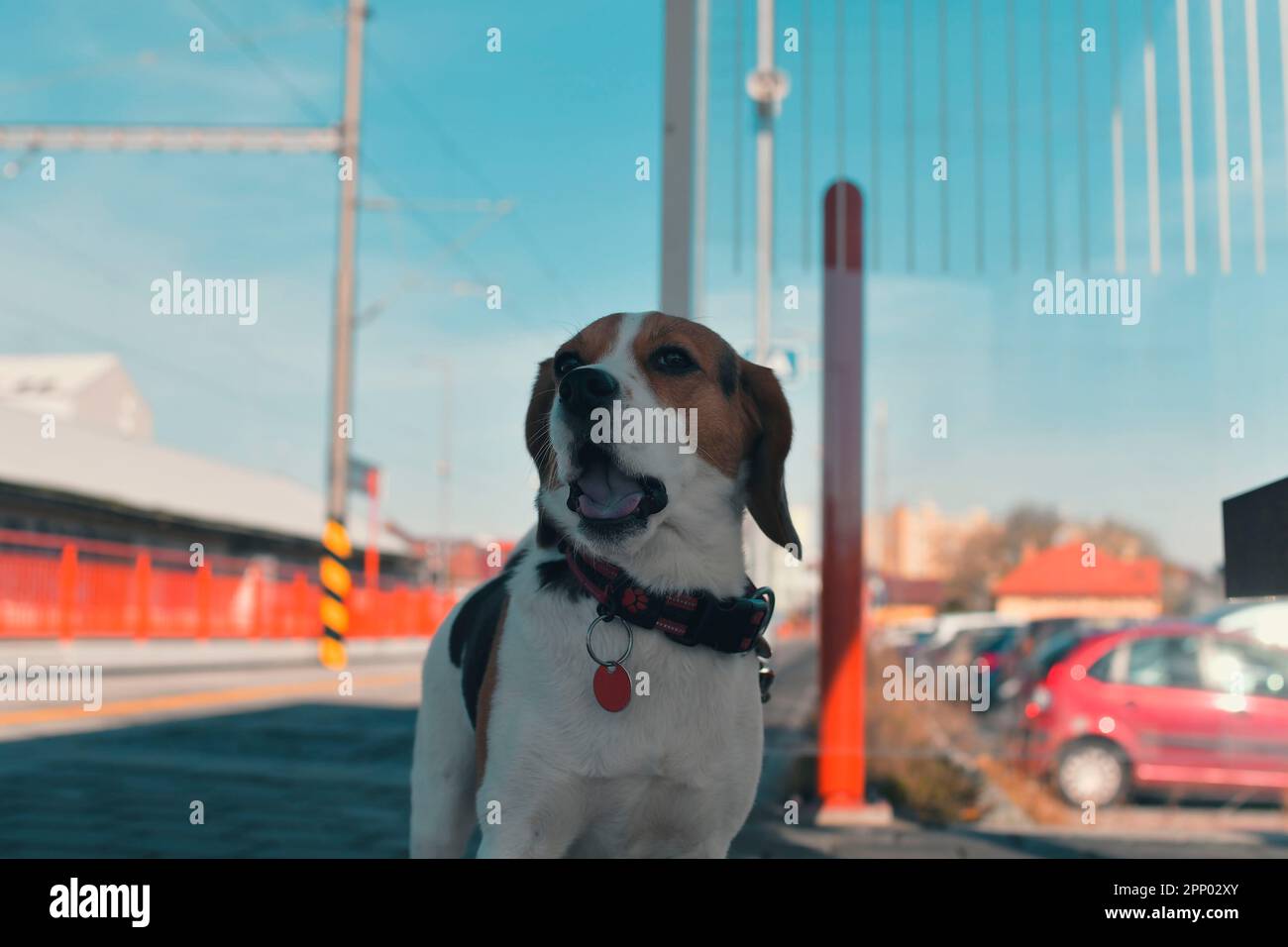 The beagle dog waits sadly at the station. The concept of loyalty ...
