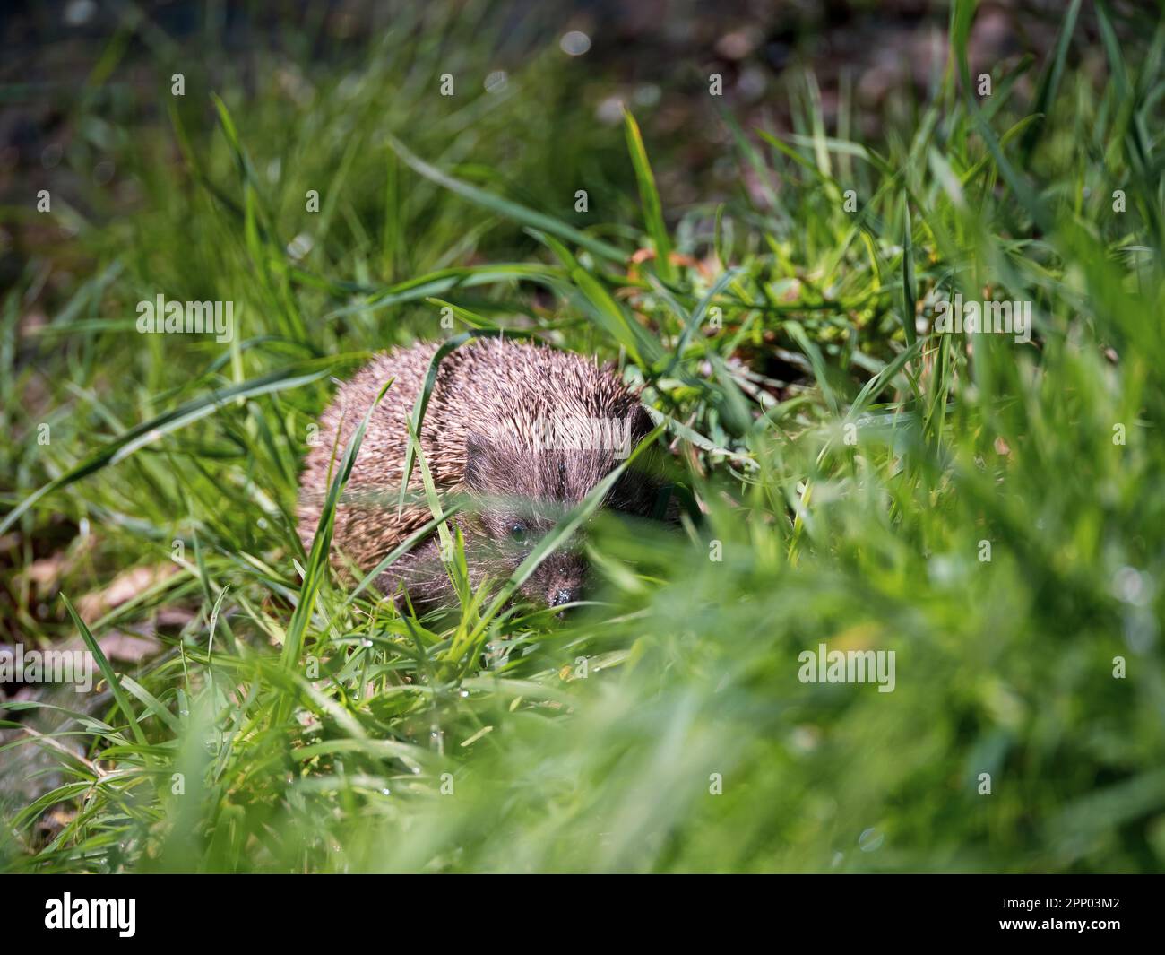 Hedgehog walking in the Grass Stock Photo - Alamy