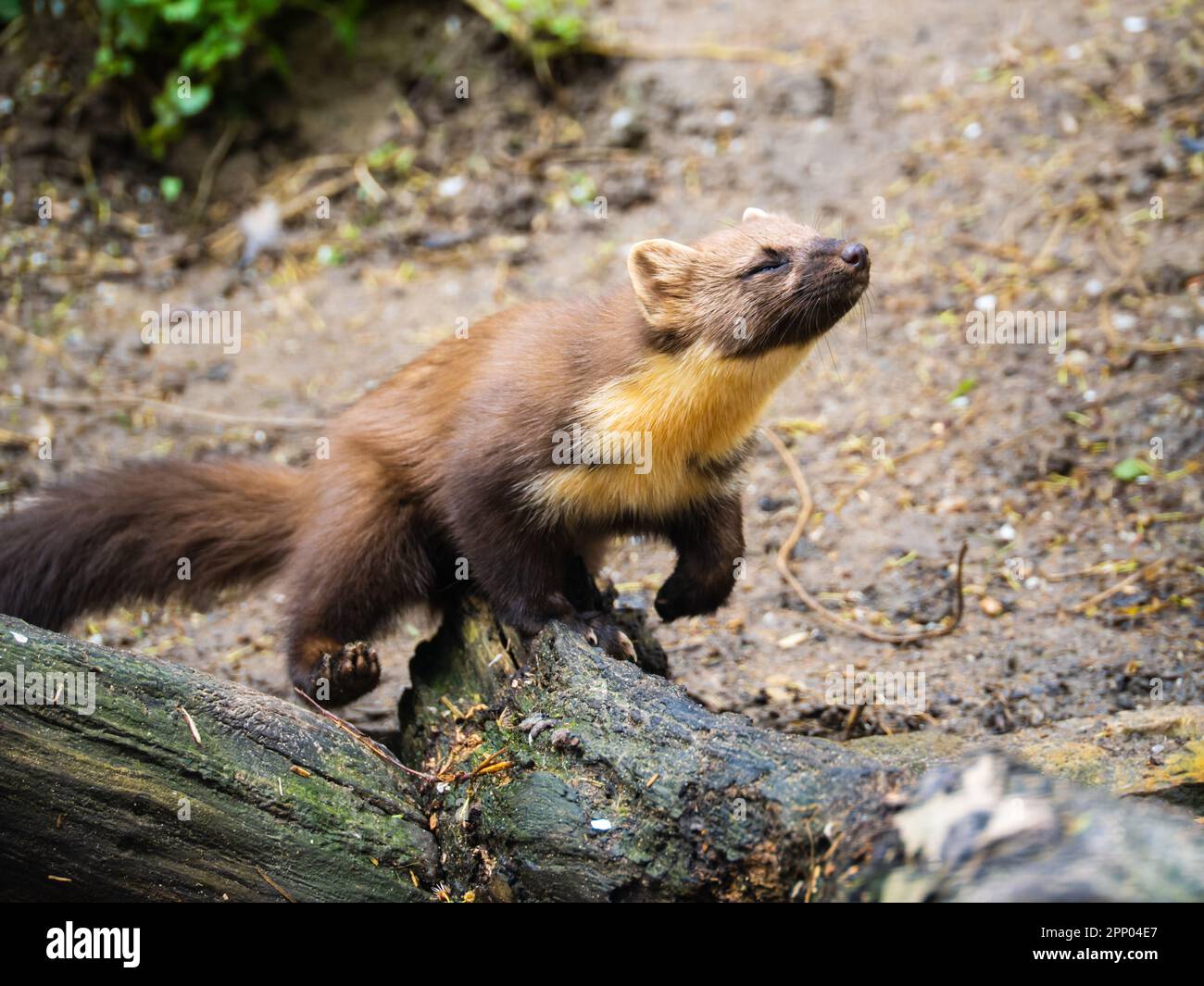 Pine Marten Climbing Over a Log Stock Photo - Alamy