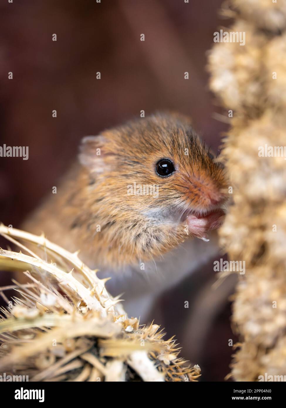 Captive Harvest Mouse Feeding Stock Photo - Alamy