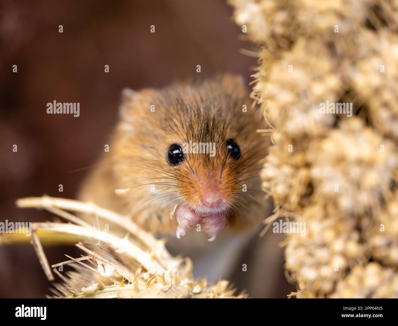Captive Harvest Mouse Feeding Stock Photo - Alamy