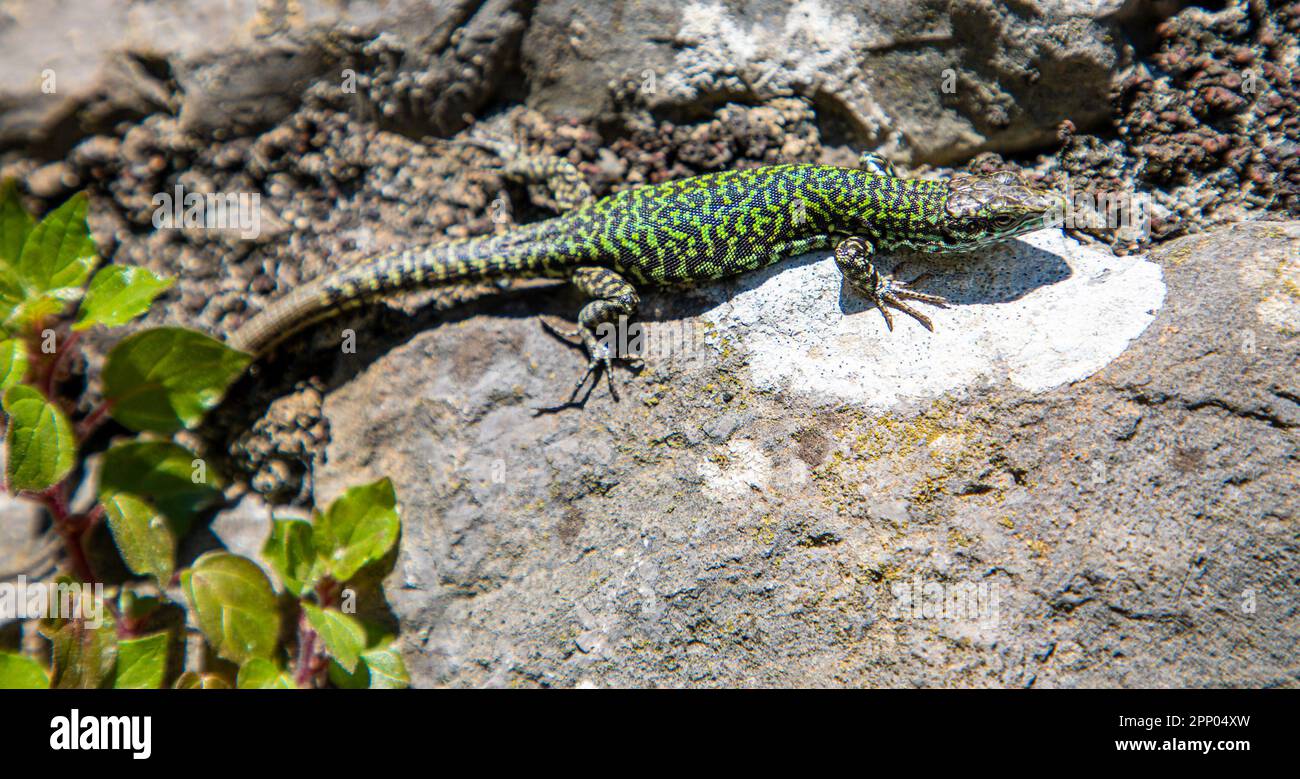European wall lizards hi-res stock photography and images - Alamy