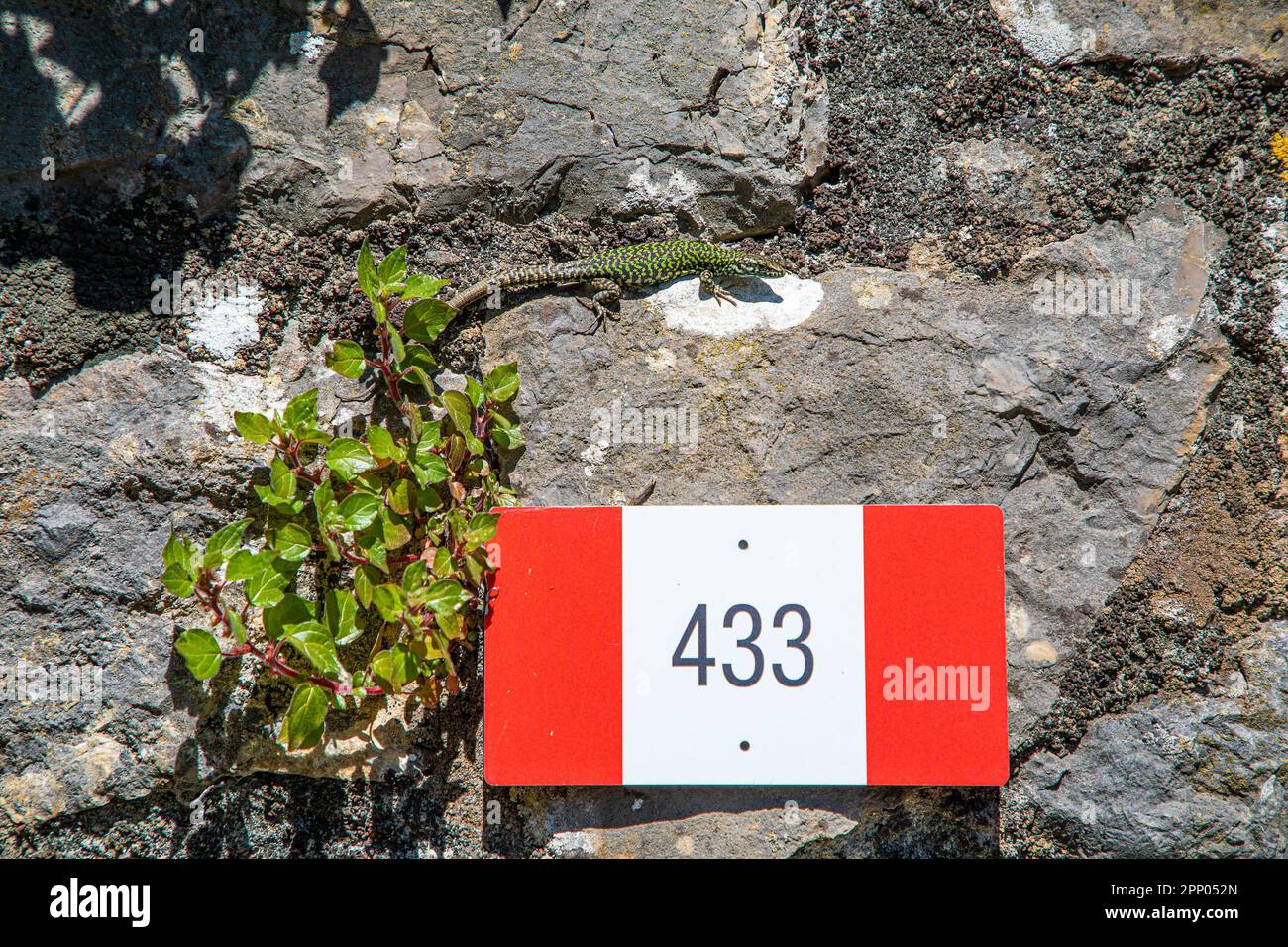 Closeup of a red and white Trail Sign on a stone wall with a common ...