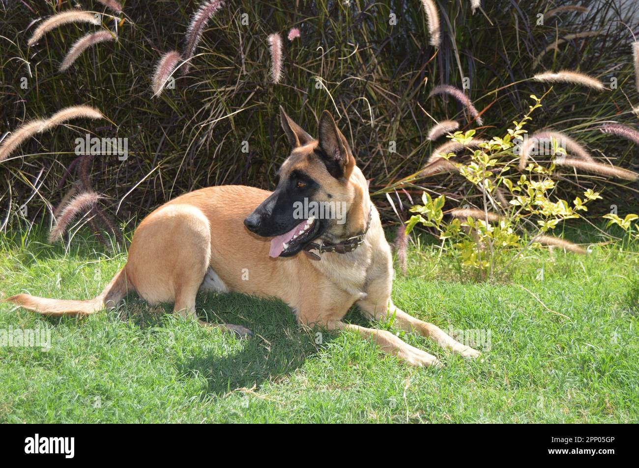 The beautiful and majestic belgian malinois Stock Photo - Alamy