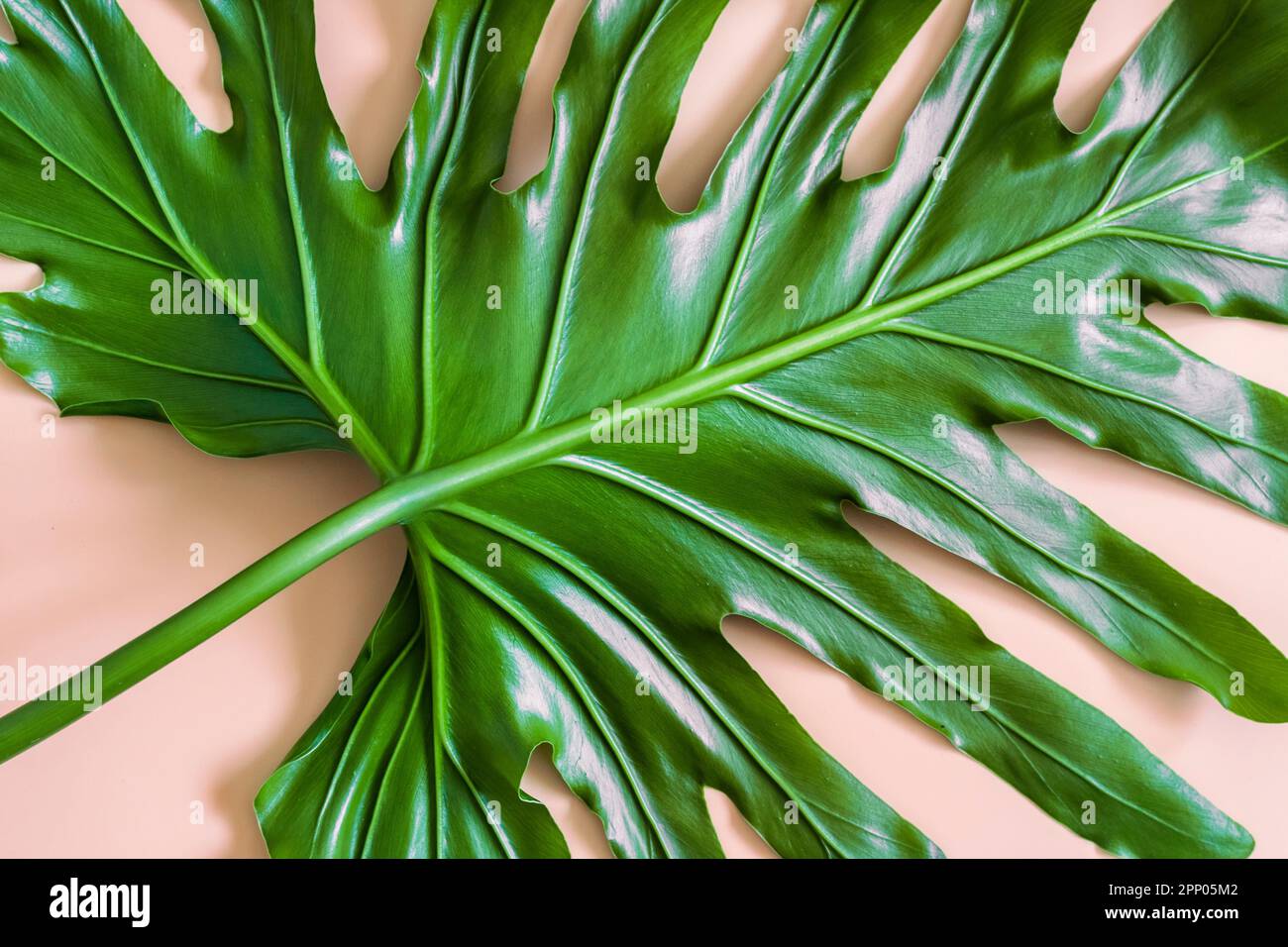 Green tropical leaf closeup. Natural floral background Stock Photo - Alamy