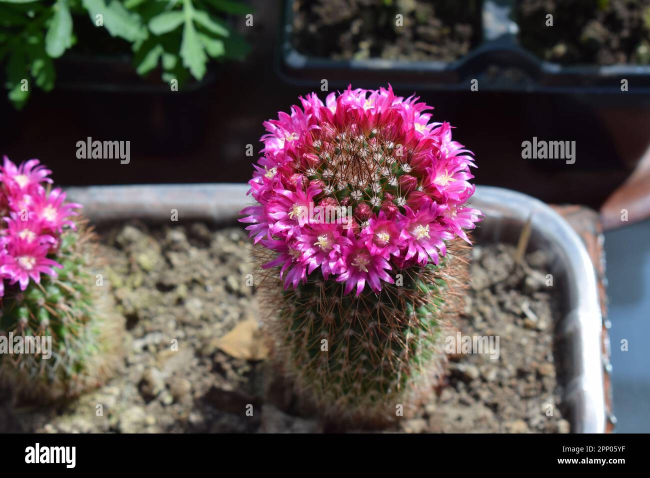 pink blooming cactus Stock Photo - Alamy