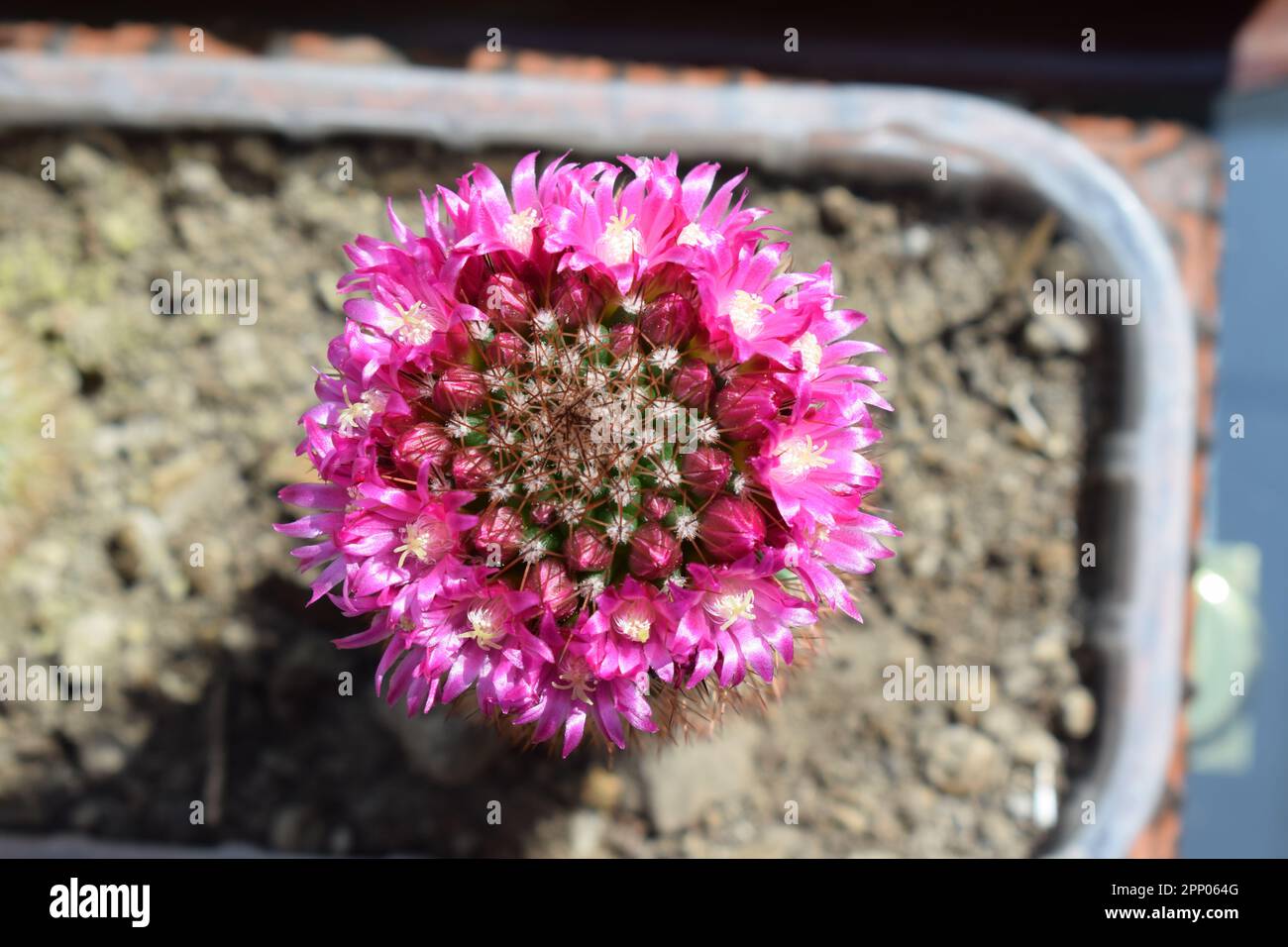 pink blooming cactus Stock Photo - Alamy
