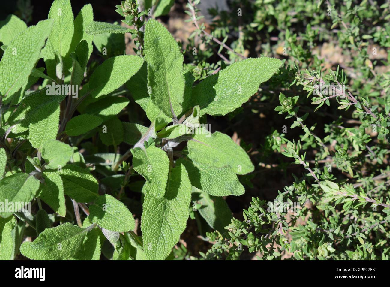 light green Sage in spring Stock Photo - Alamy