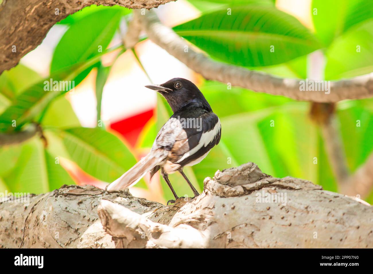 Pica pica magpie female hi-res stock photography and images - Alamy