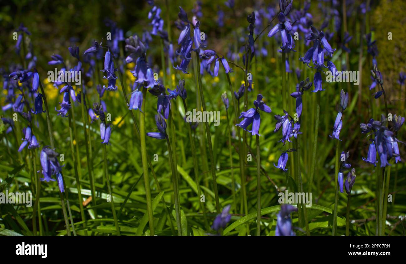 Bluebells in deciduous woodland, Wales UK Stock Photo - Alamy