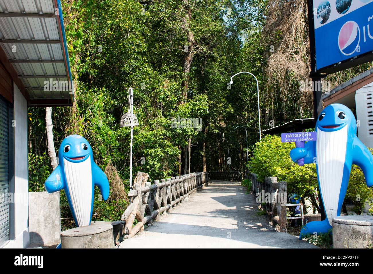 View landscape mangrove forest or intertidal jungle and walkway ...