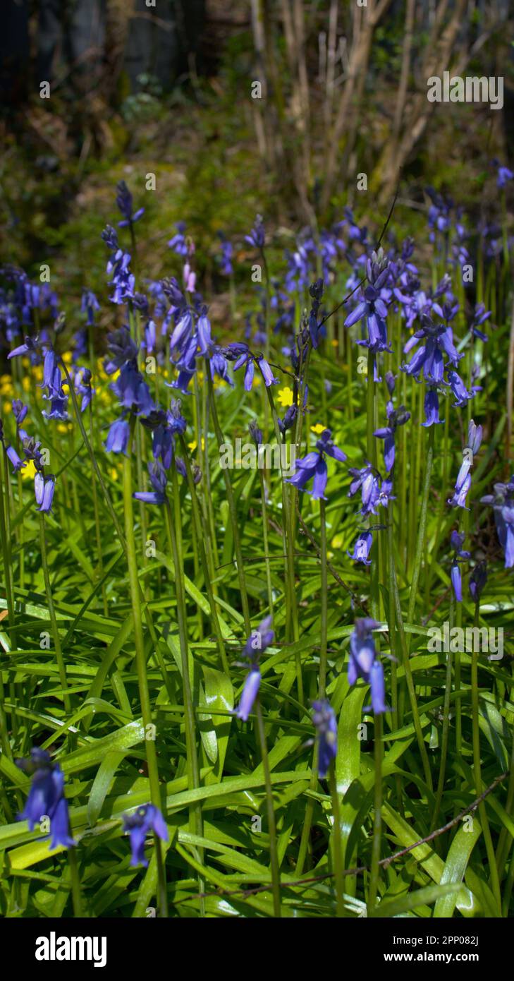 Clusters of bluebells hi-res stock photography and images - Alamy