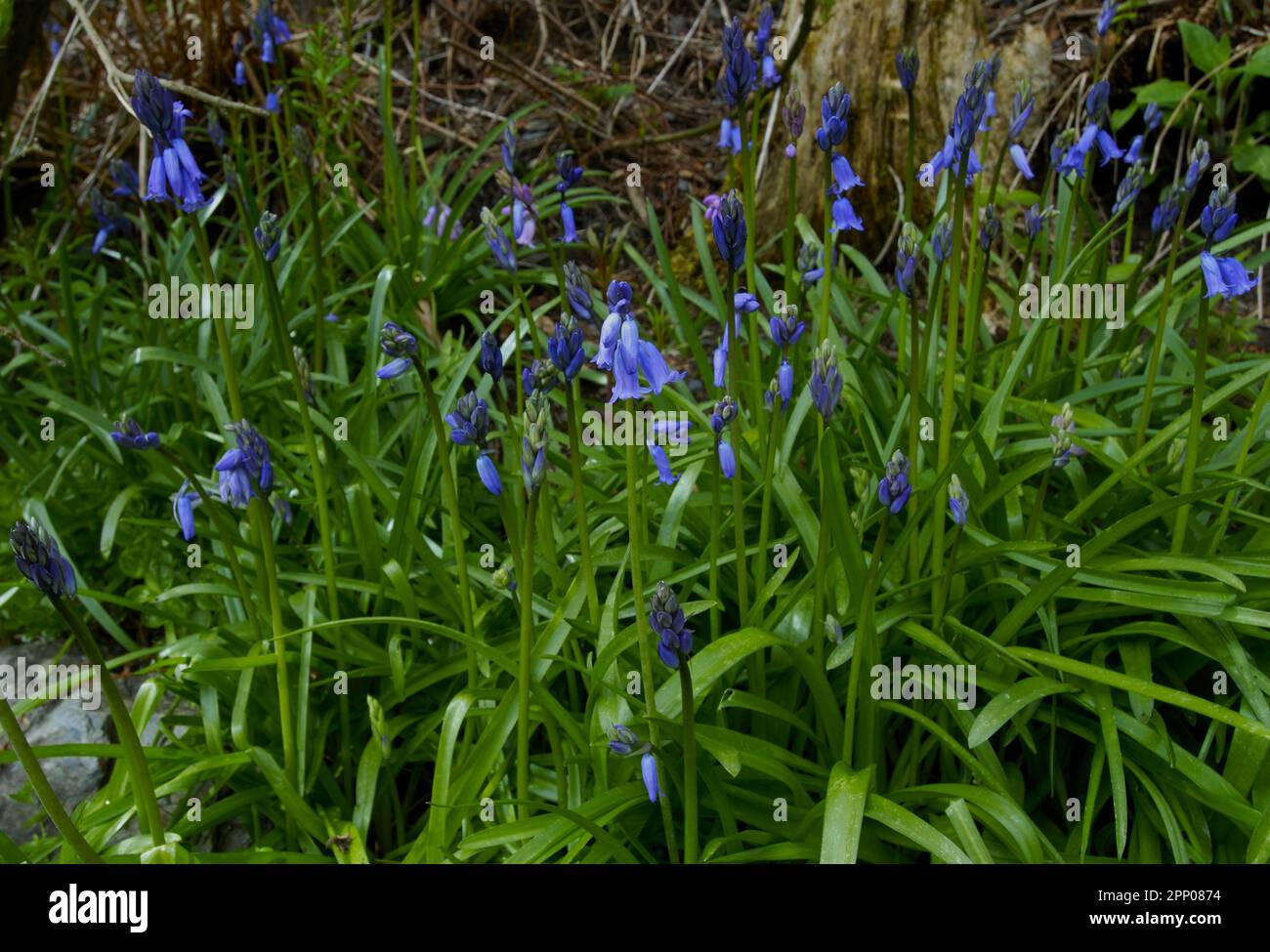 Bluebells in deciduous woodland, Wales UK Stock Photo - Alamy