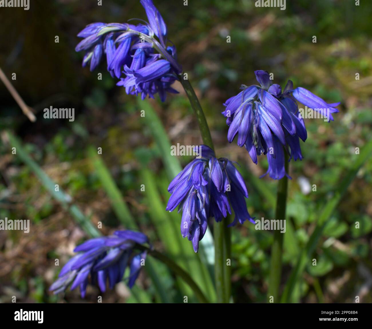 Bluebells in deciduous woodland, Wales UK Stock Photo - Alamy