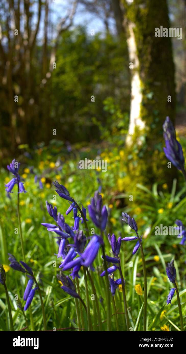 Bluebells woodland wales hi-res stock photography and images - Alamy