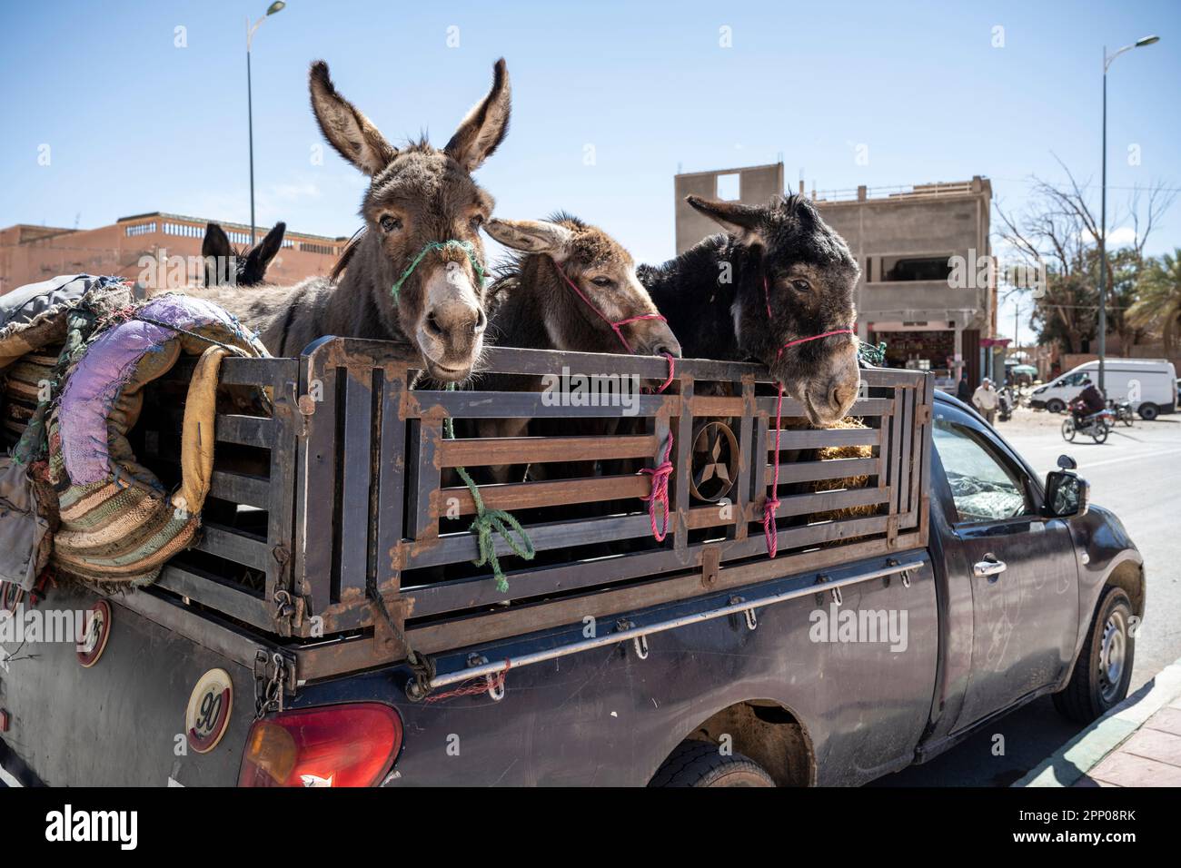 Donkeys loaded on a pickup trailer Stock Photo - Alamy