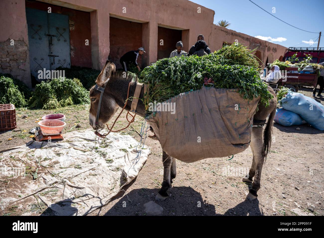 Donkey loaded in the streets of the Tissint market Stock Photo - Alamy