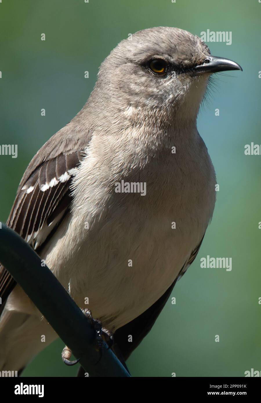 A Northern Mockingbird on a high perch Stock Photo - Alamy