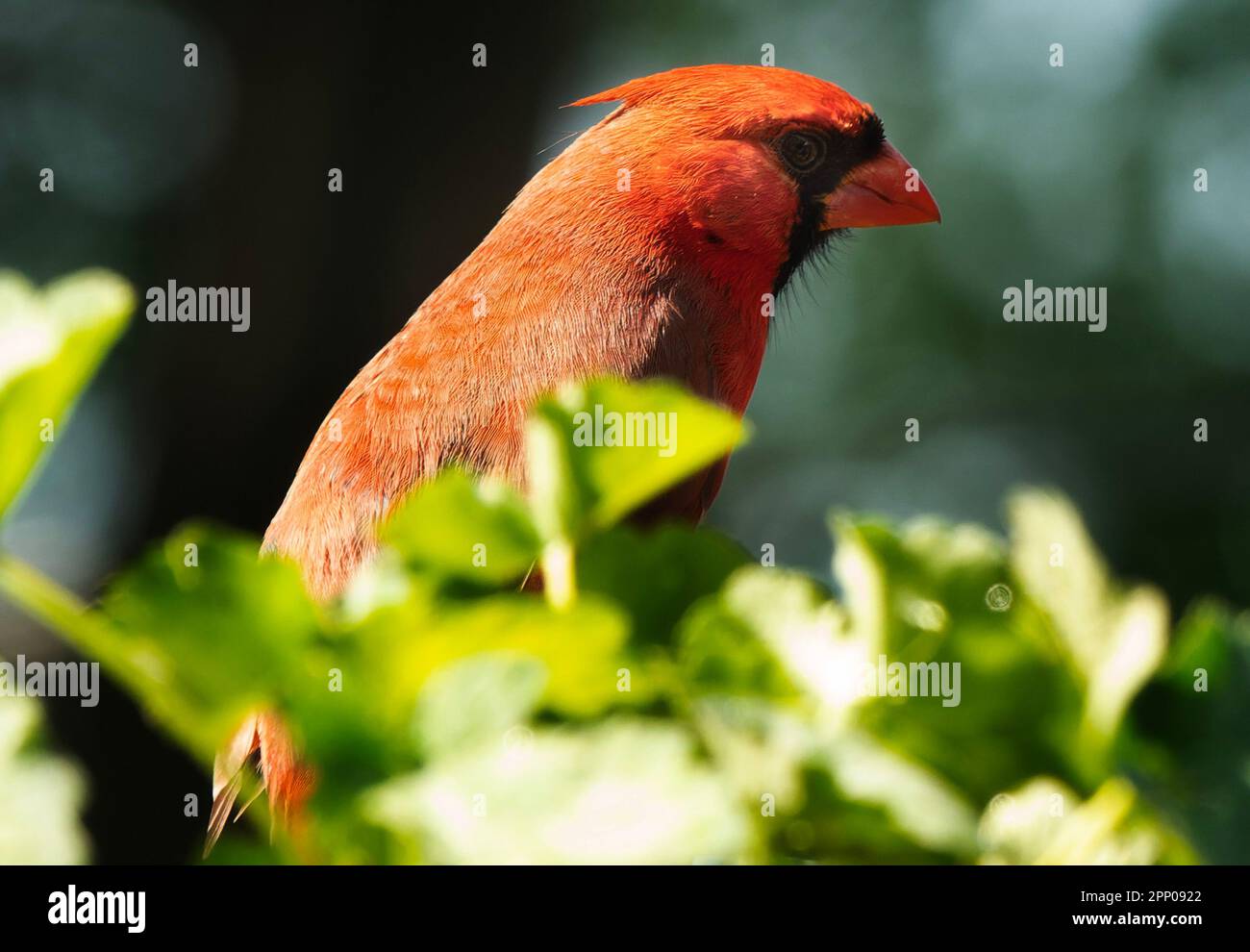 Northern cardinal behind a flower pot Stock Photo - Alamy