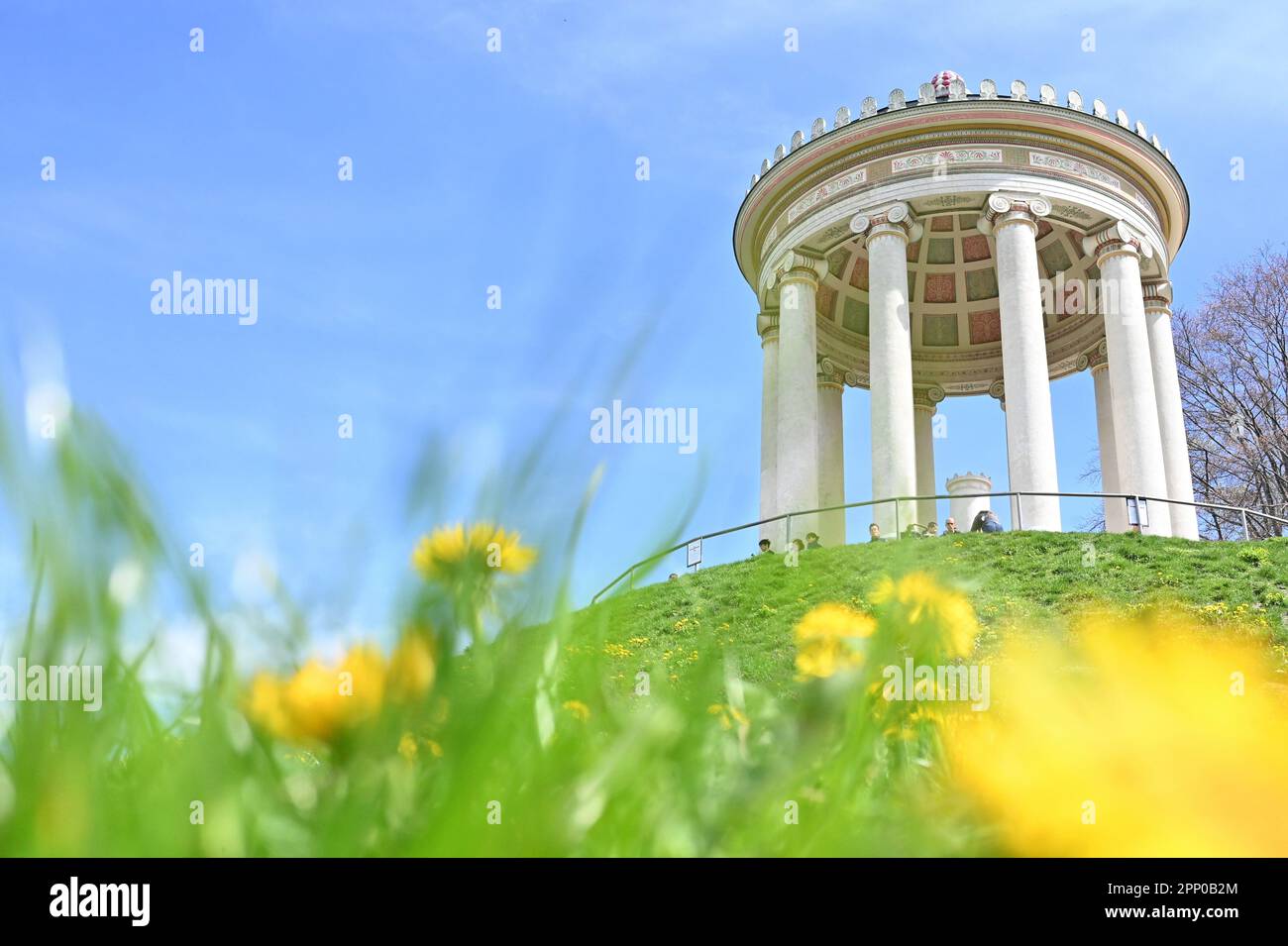 Bayern, Germany. 21st Apr, 2023. Dandelions bloom yellow on the slope ...