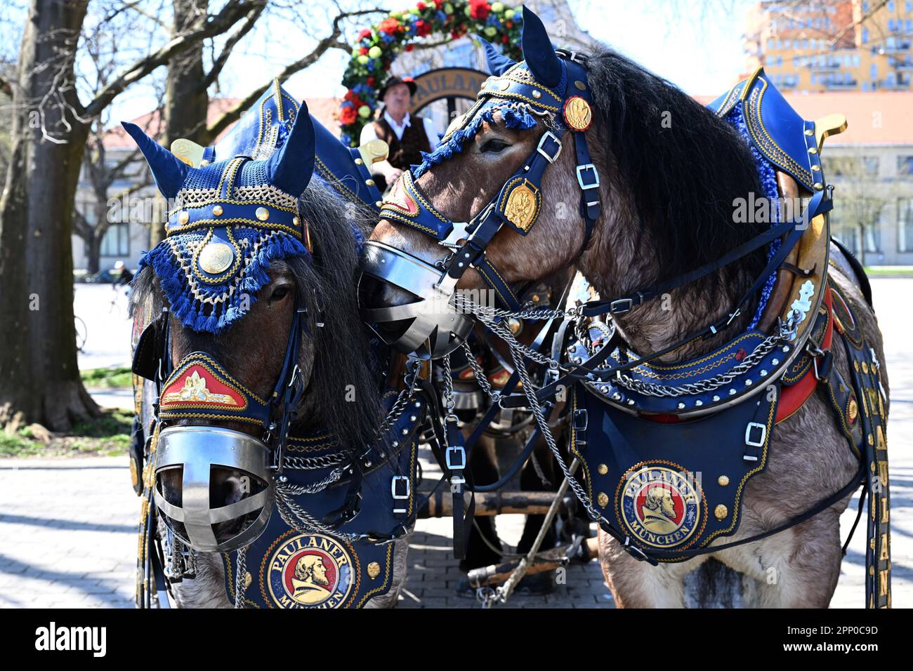 Munich, Germany. 21st Apr, 2023. The horses of the Paulaner Carriage ...