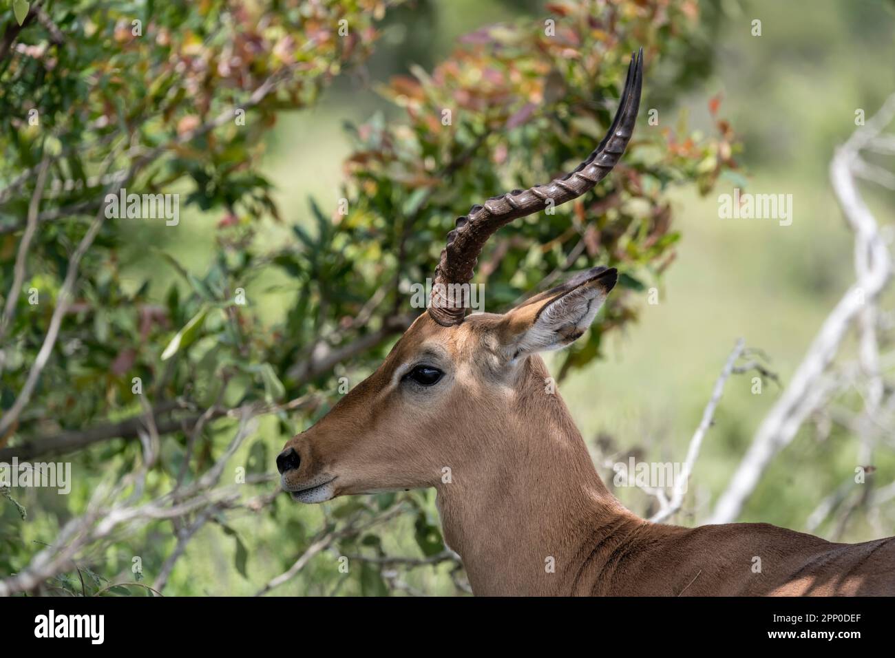 detail of male Impala head and horns, shot in bright summer light ...