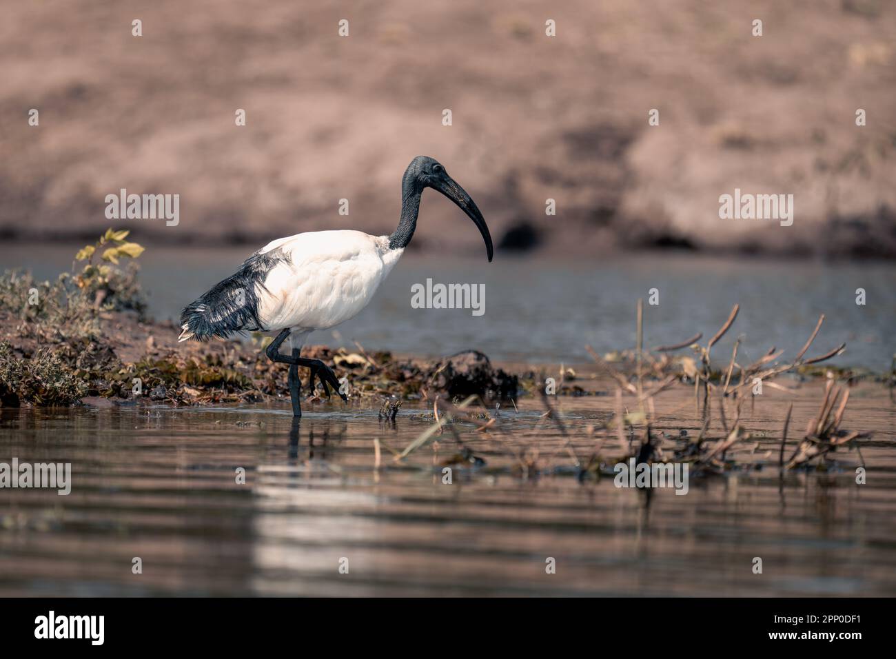 African sacred ibis in shallows lifting foot Stock Photo - Alamy