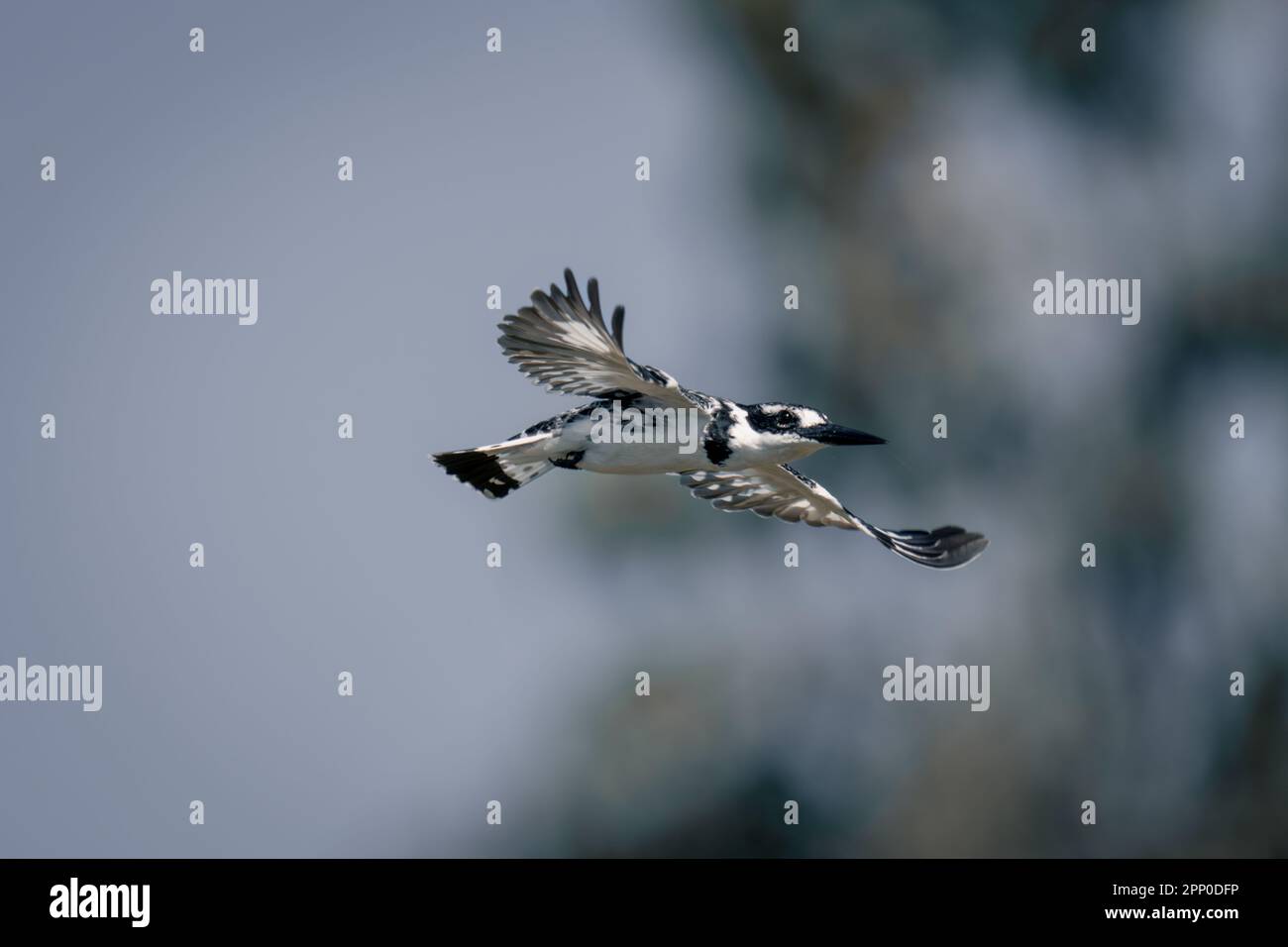 Pied kingfisher with catchlight flies past trees Stock Photo - Alamy