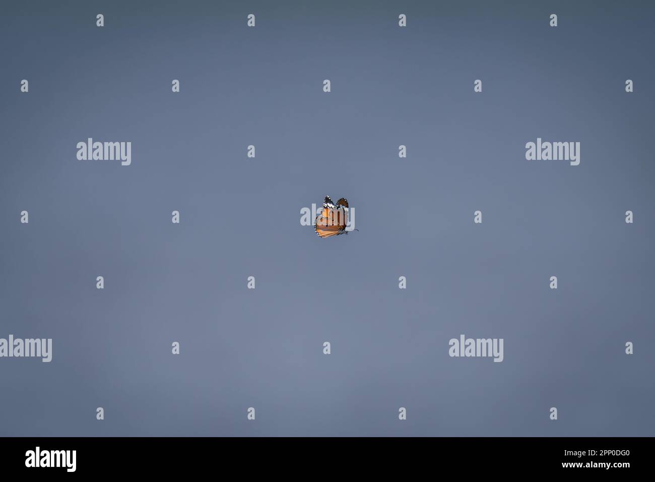 Plain tiger butterfly flies across blue sky Stock Photo - Alamy