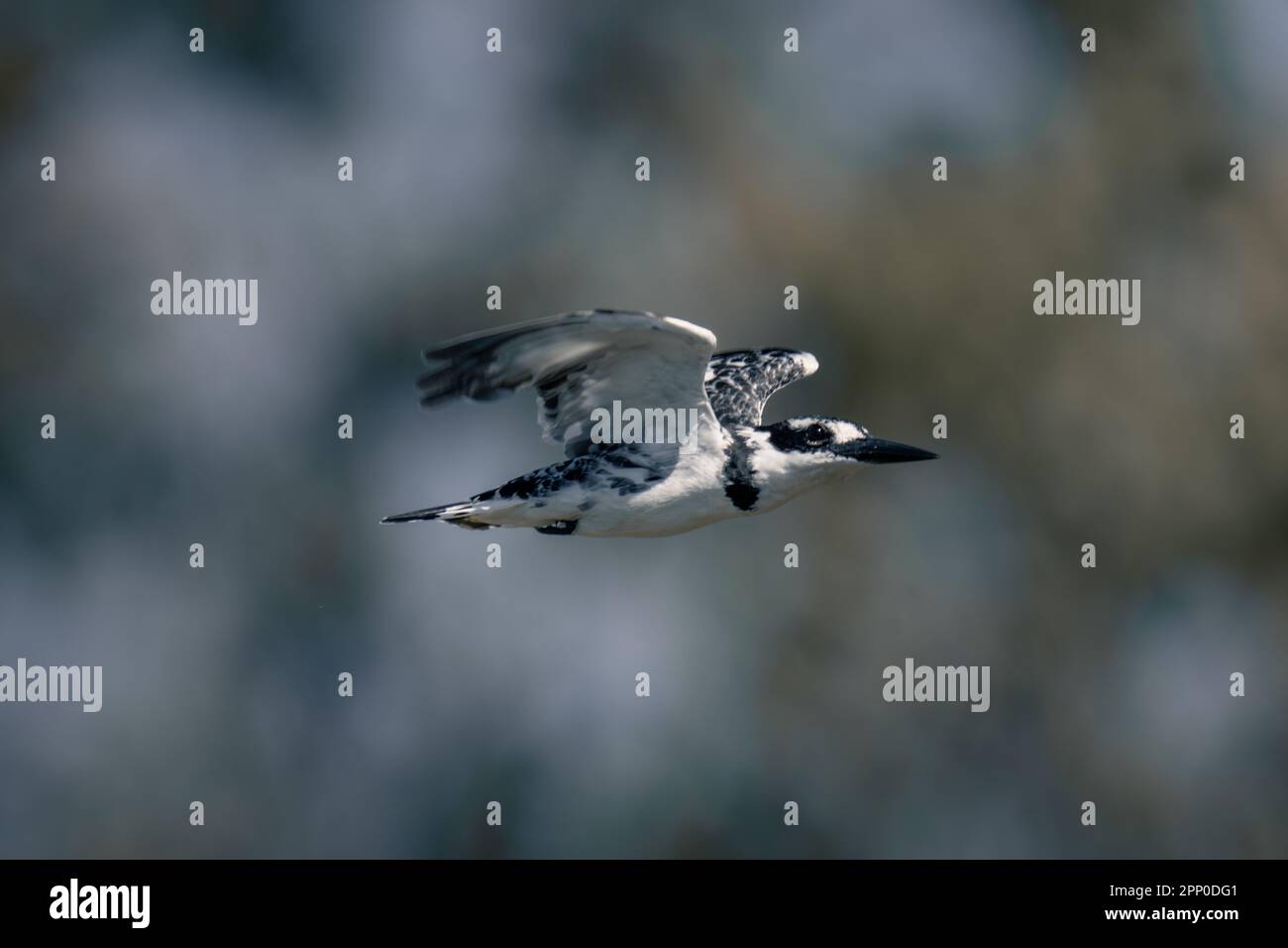 Pied kingfisher with catchlight flies past leaves Stock Photo - Alamy