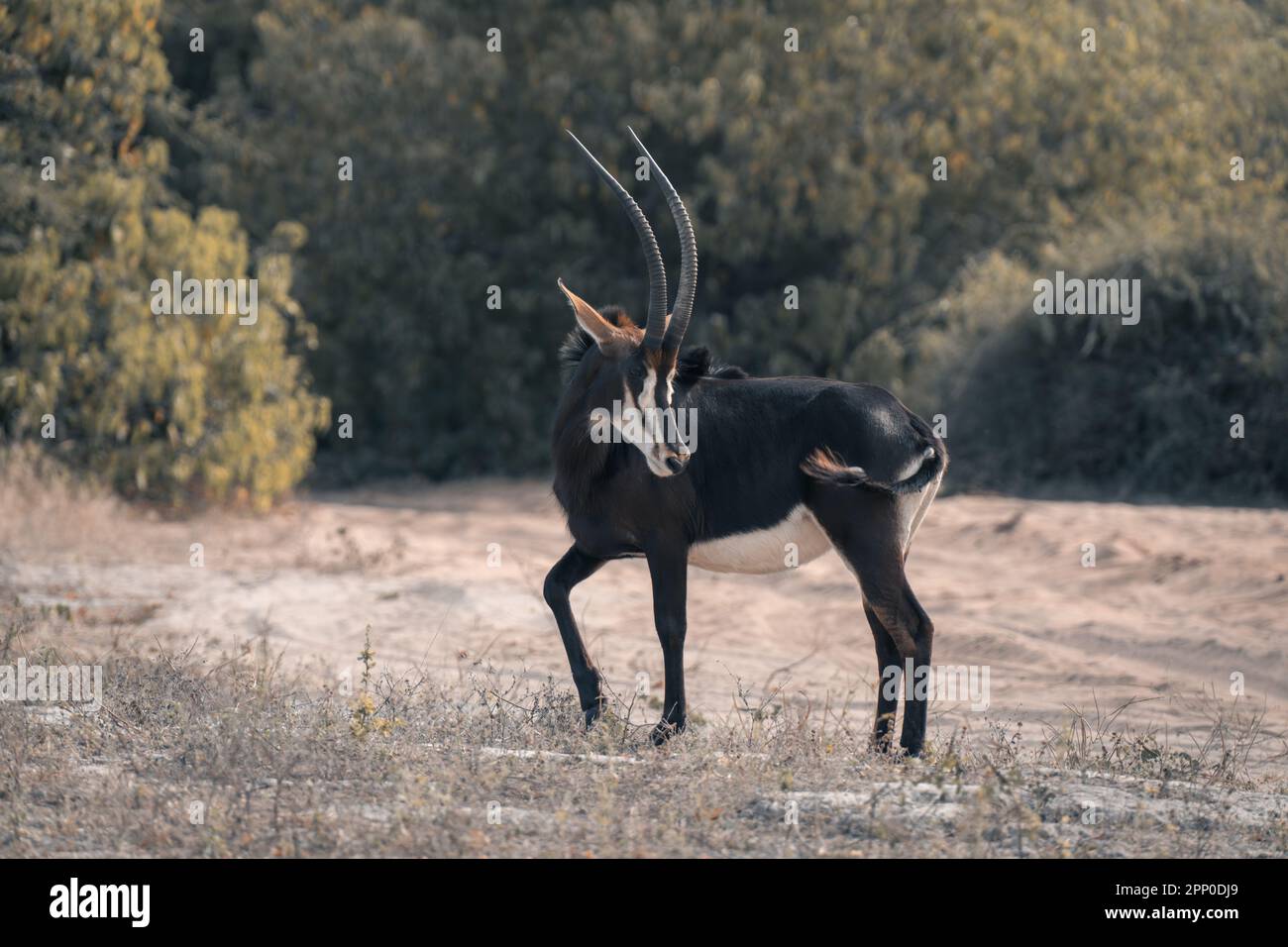 Sable antelope stands beside track turning round Stock Photo - Alamy