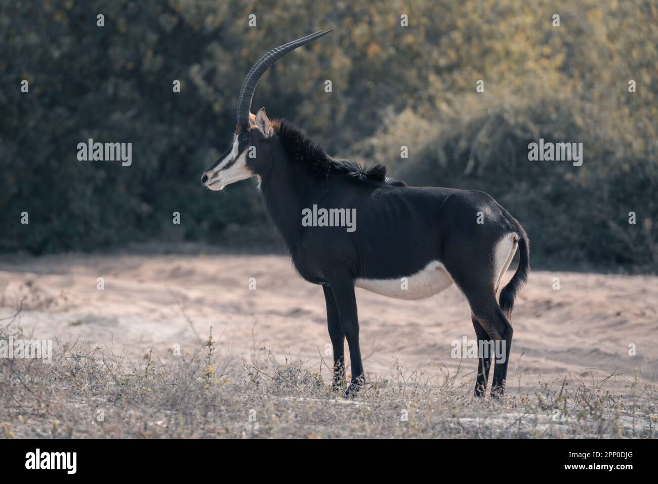 Sable antelope stands hi-res stock photography and images - Alamy