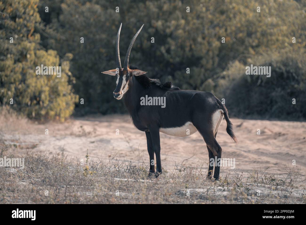 Sable antelope stands hi-res stock photography and images - Alamy