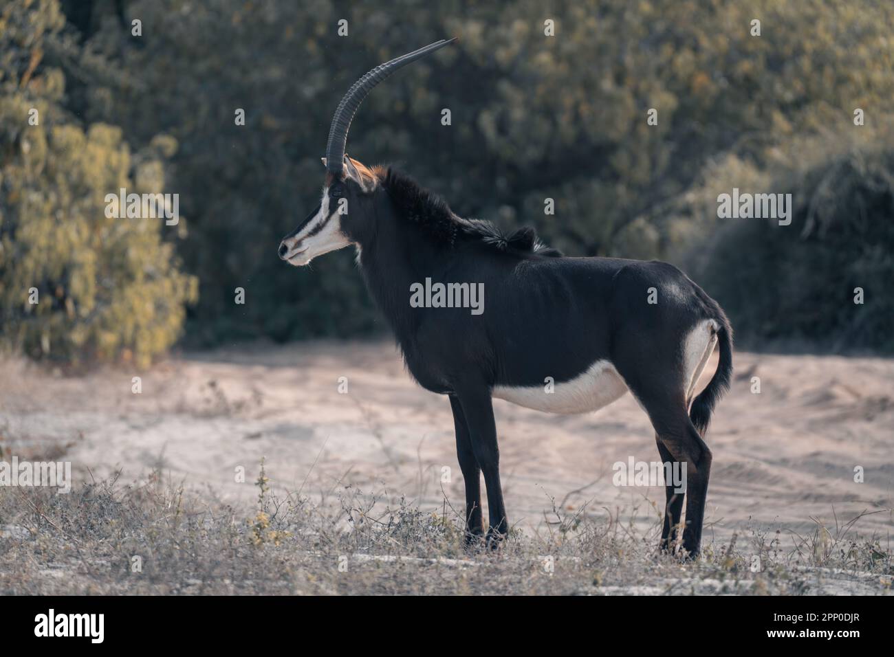 Sable antelope stands on grass by track Stock Photo - Alamy