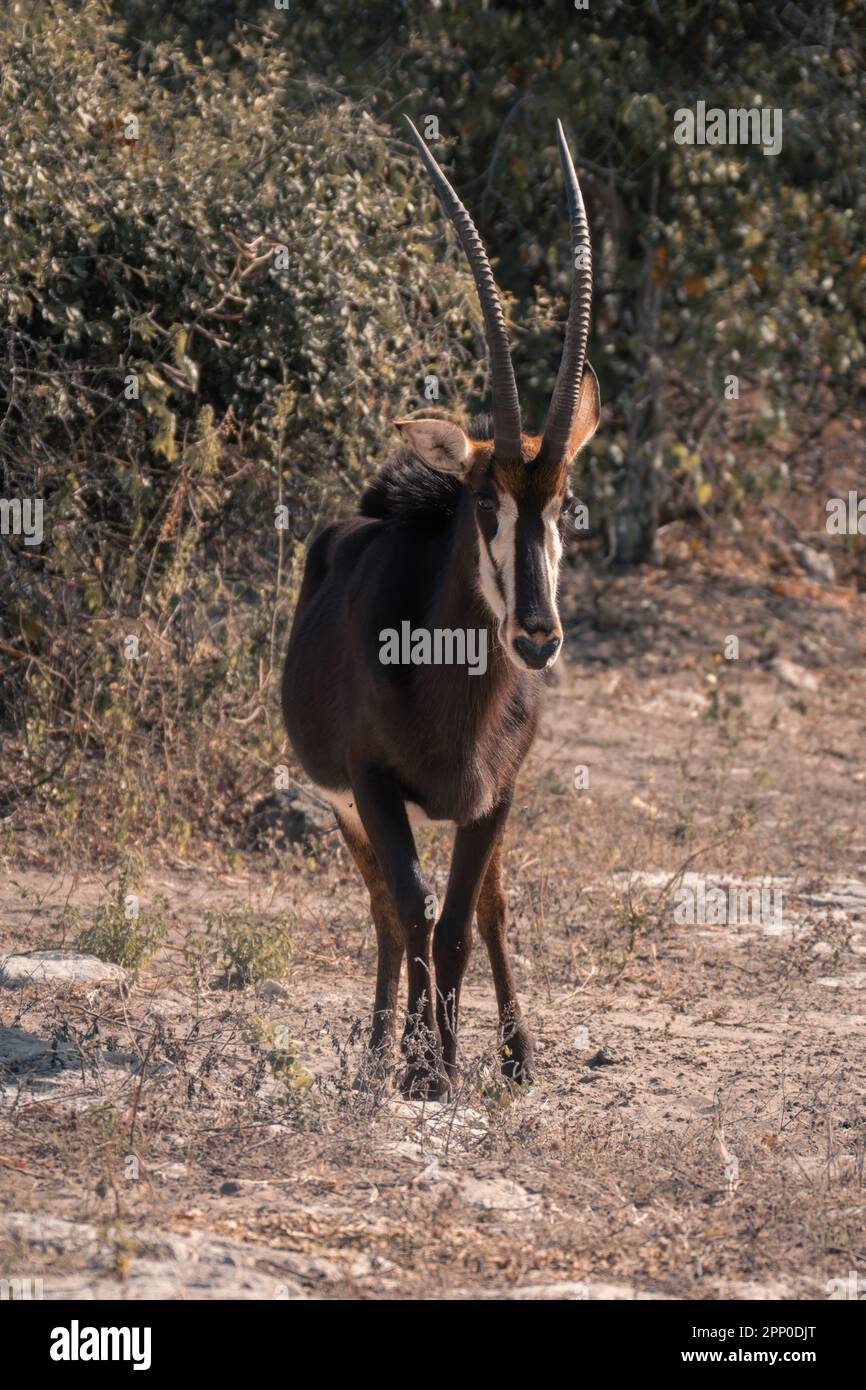 Sable antelope stands hi-res stock photography and images - Alamy