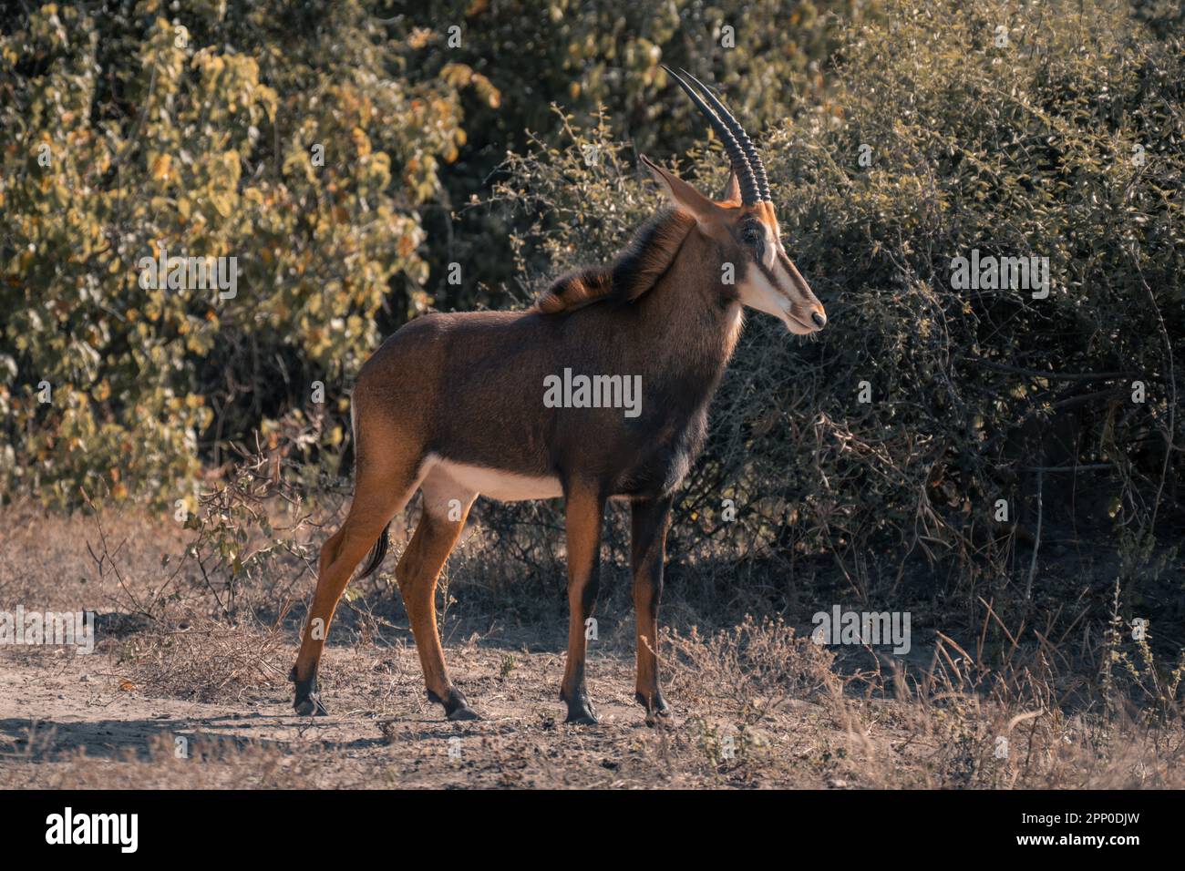 Sable antelope stands watching camera in clearing Stock Photo - Alamy