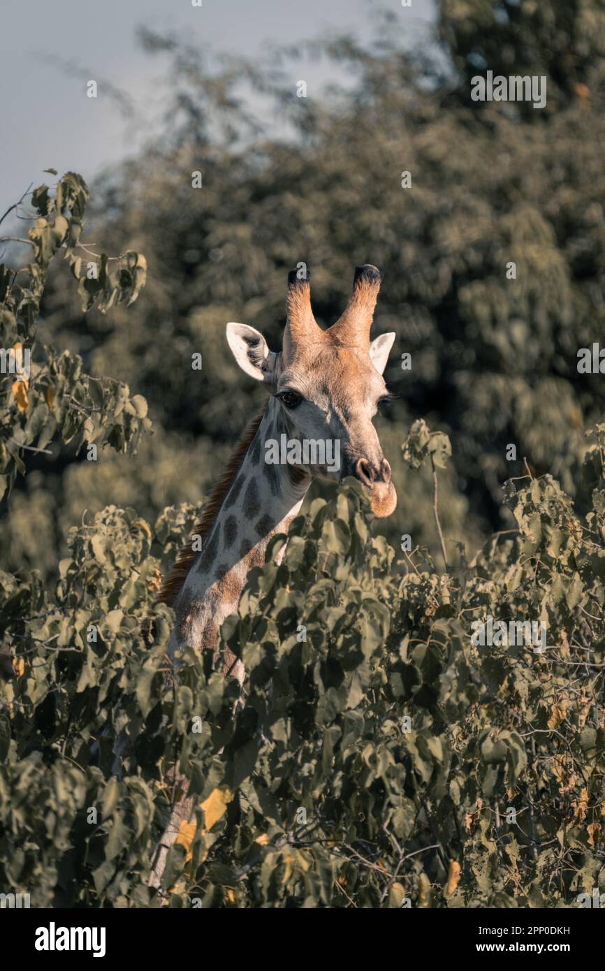 Southern giraffe peers over bush in sunshine Stock Photo - Alamy