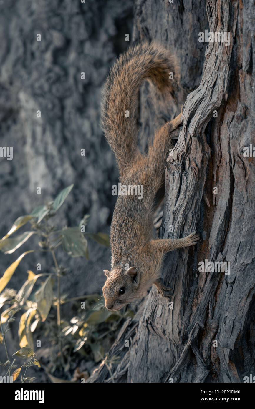 Smiths bush squirrel botswana hi-res stock photography and images - Alamy