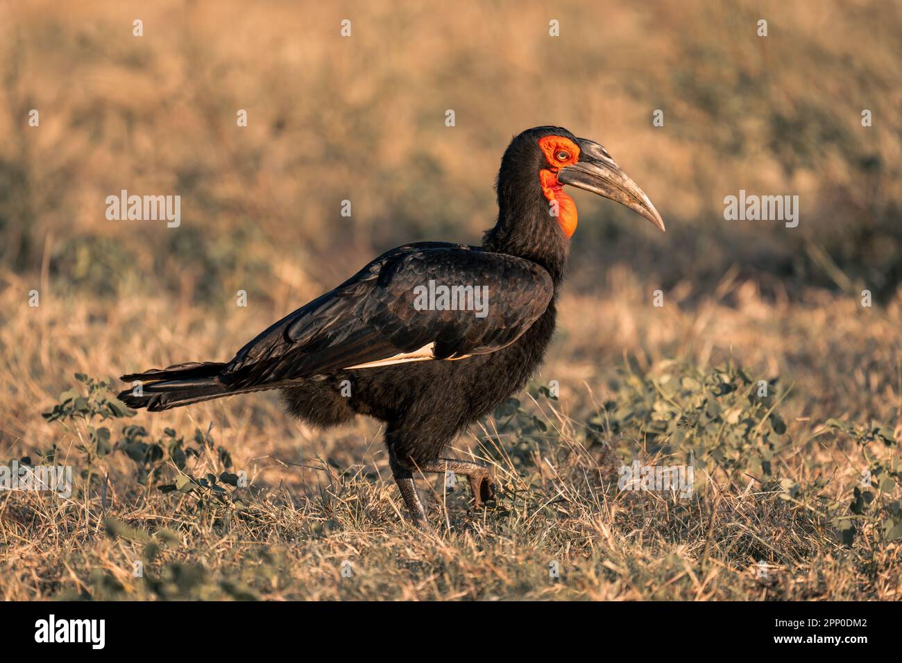 Hornbill bird foot hi-res stock photography and images - Alamy