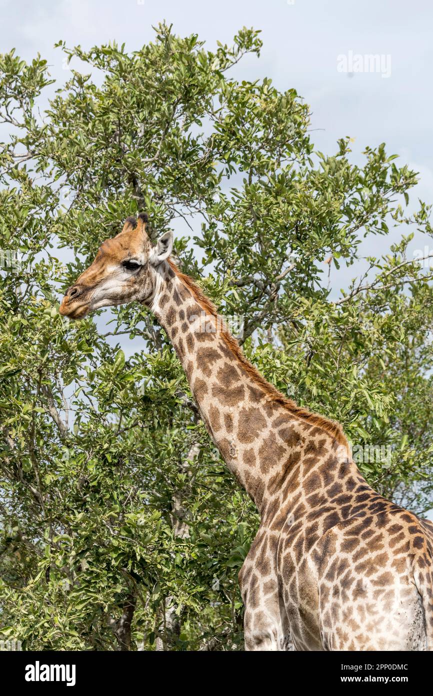 detail of giraffe head and long neck, shot in bright summer light ...