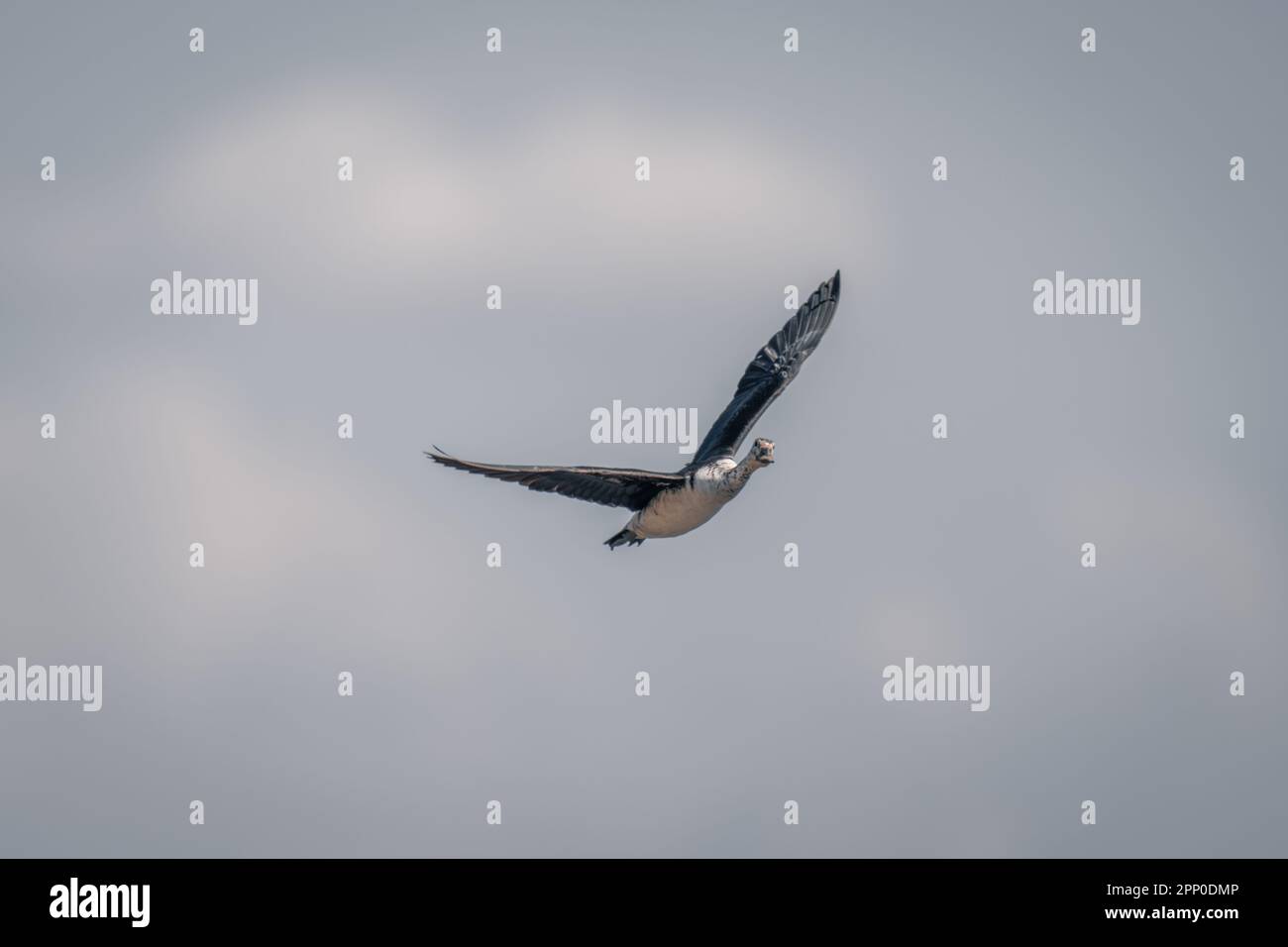 Spur-winged goose flies raising wing in sunshine Stock Photo - Alamy