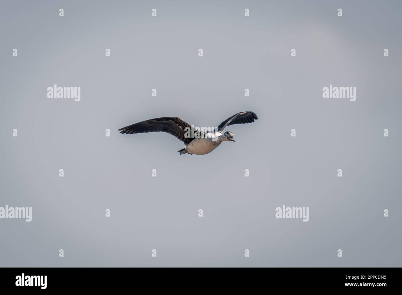 Spur-winged goose glides spreading wings in sunshine Stock Photo - Alamy